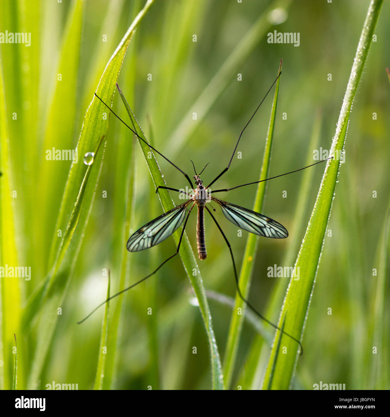 Long legs insect hi-res stock photography and images - Alamy