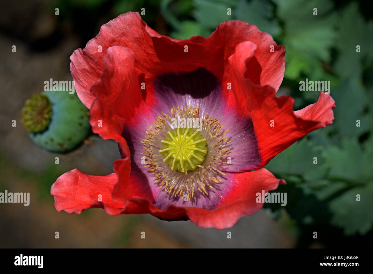 Looking into a Pink poppy Stock Photo - Alamy