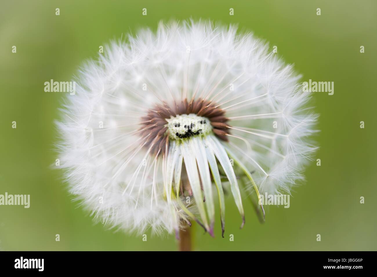 Giggle weed hi-res stock photography and images - Alamy