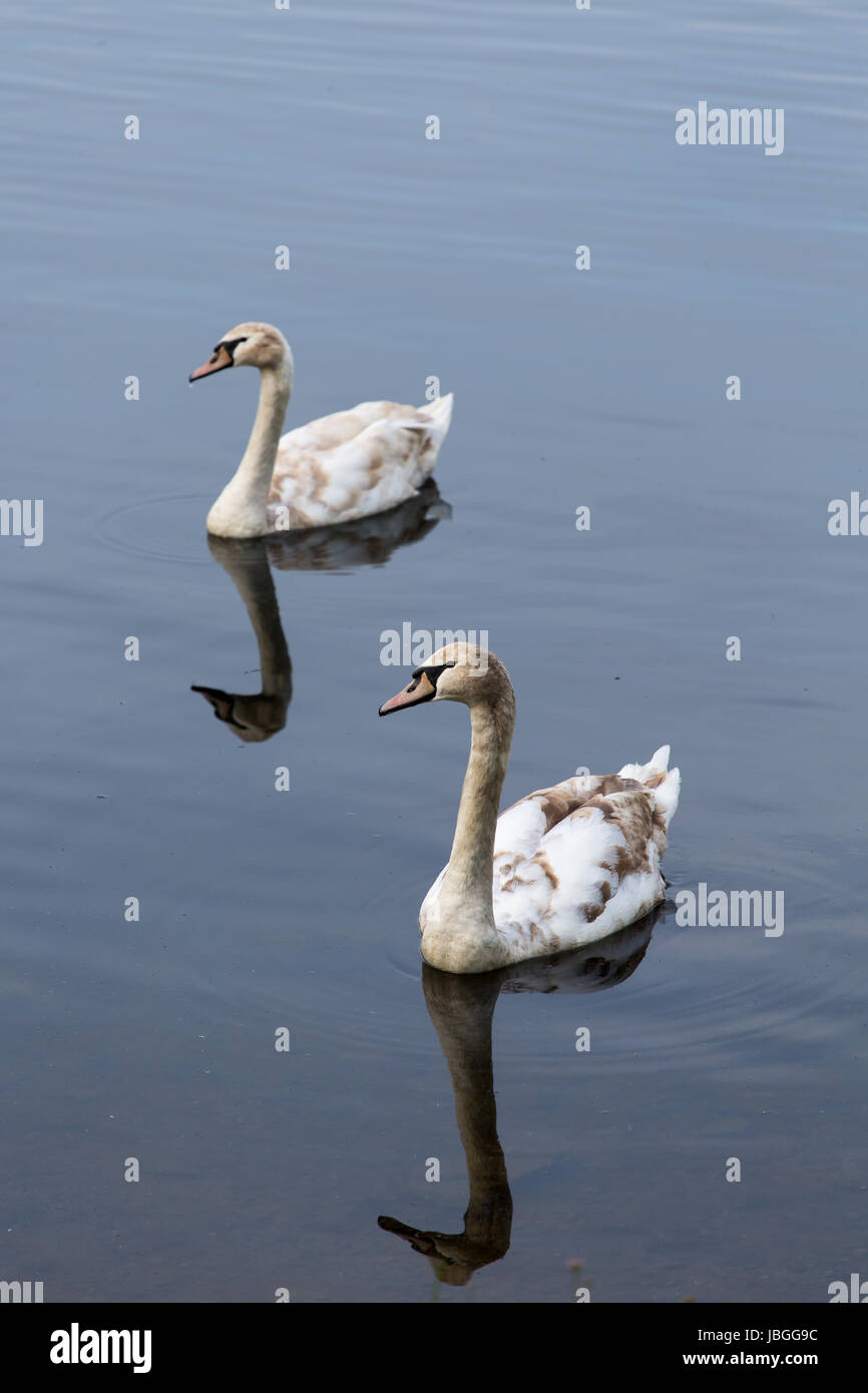 Picture of two young swans swimming together Stock Photo - Alamy