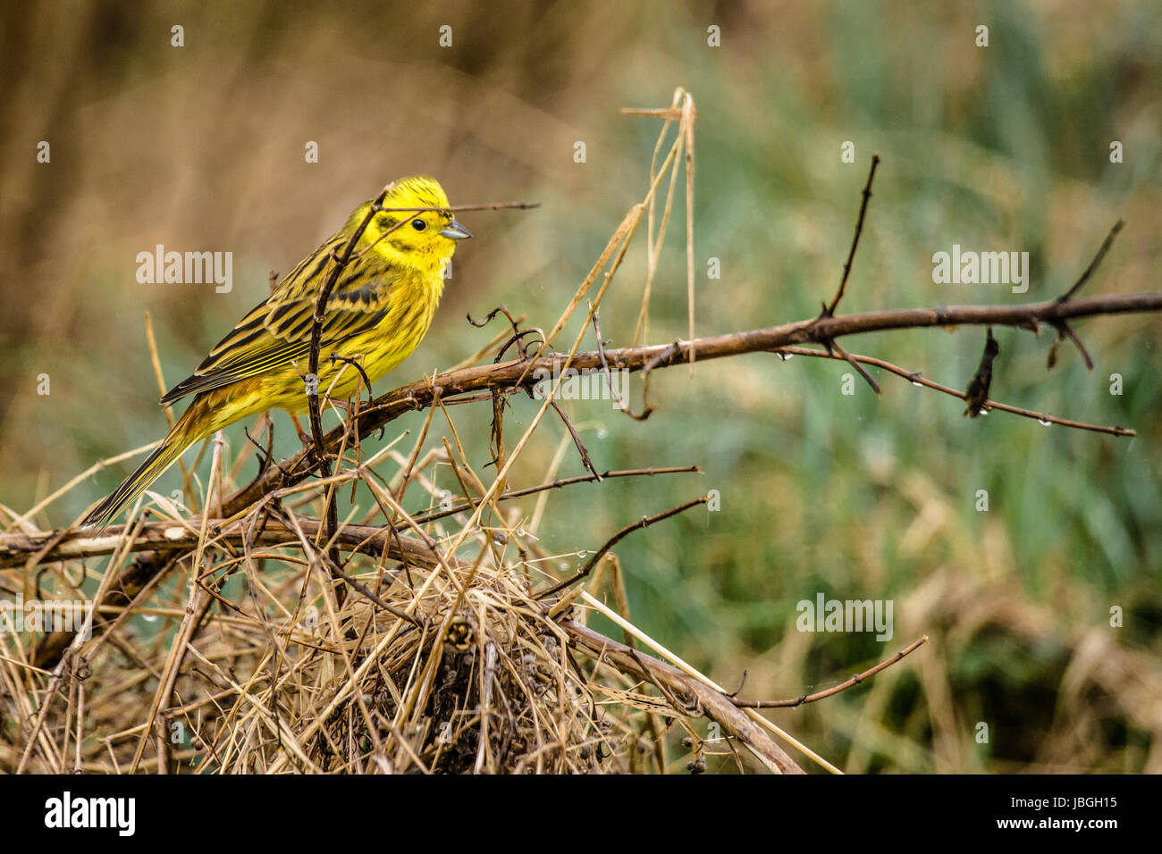 High resolution photo in best quality Stock Photo - Alamy
