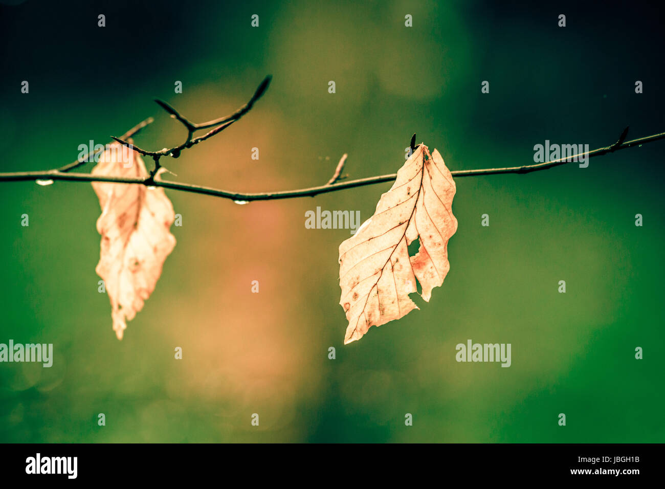 High resolution photo in best quality Stock Photo - Alamy