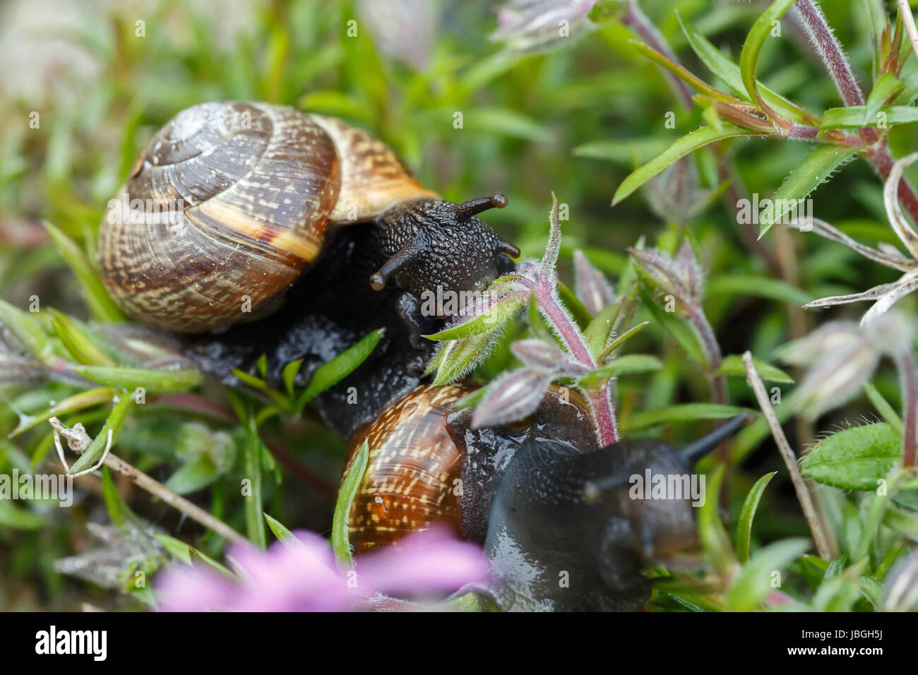 macro of small garden snail eating whole ping flower bud Stock Photo ...