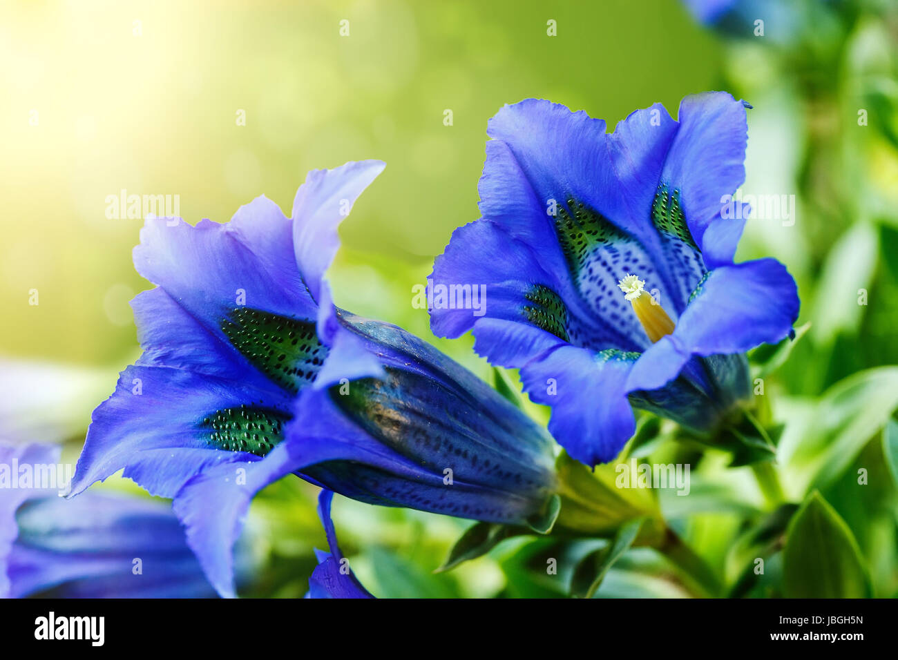Trumpet gentiana blue spring flower in garden with sunlight in ...