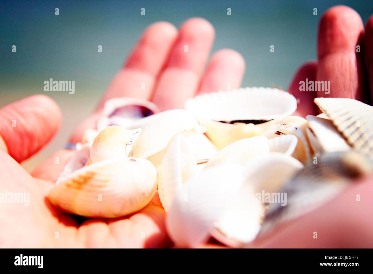 Scallop in a woman hands Stock Photo - Alamy