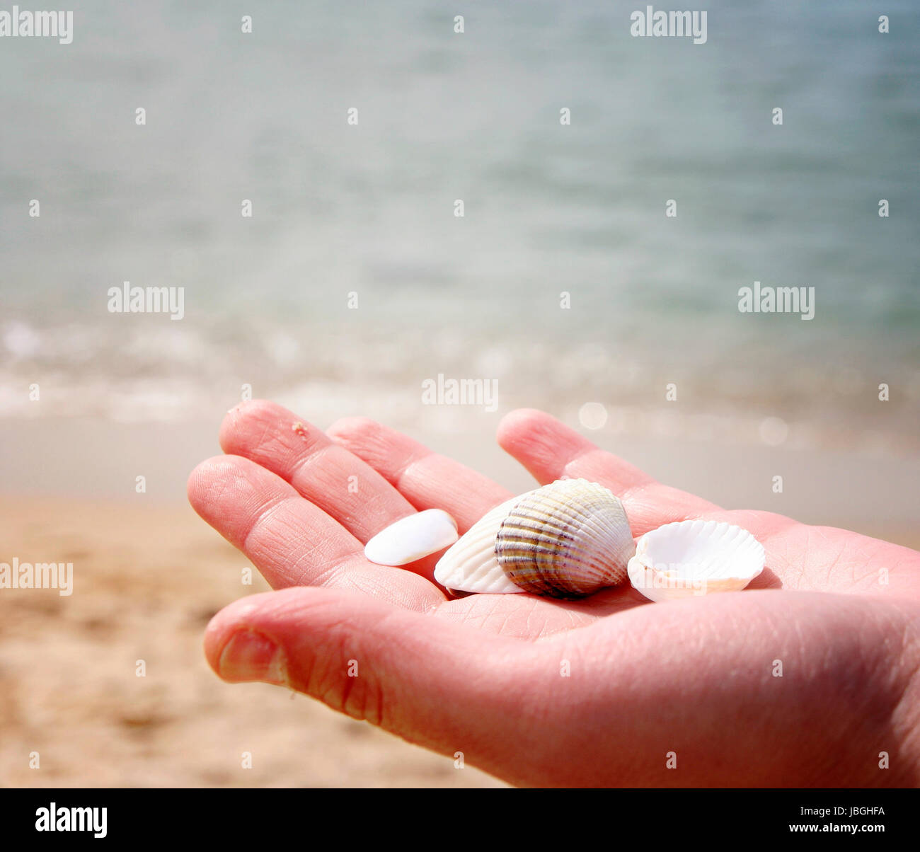 Scallop in a woman hands Stock Photo - Alamy