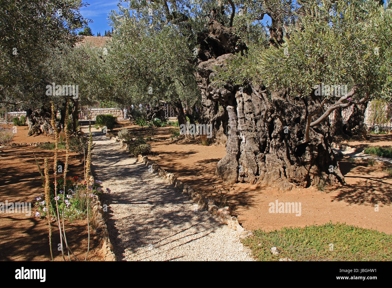 Olive tree israel palestine hi-res stock photography and images - Alamy