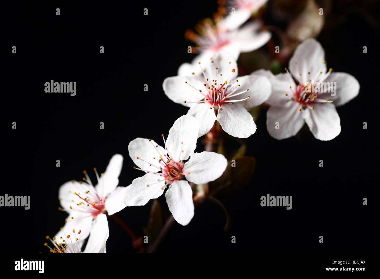 Some spring flowers on a tree branch, on a black background Stock Photo ...