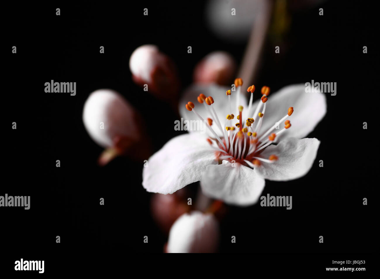 Some spring flowers on a tree branch, on a black background Stock Photo ...