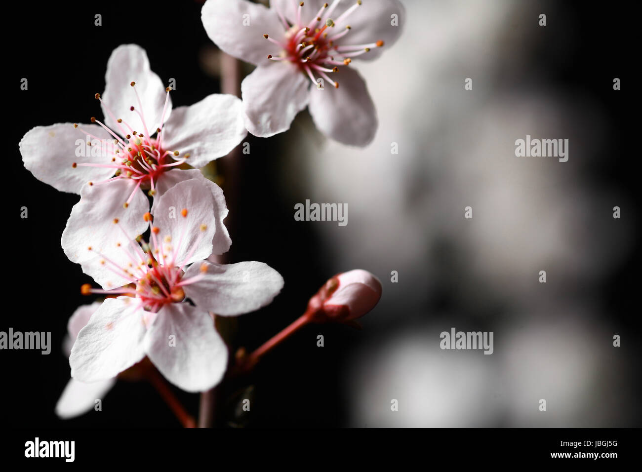 Some spring flowers on a tree branch, on a black background Stock Photo ...