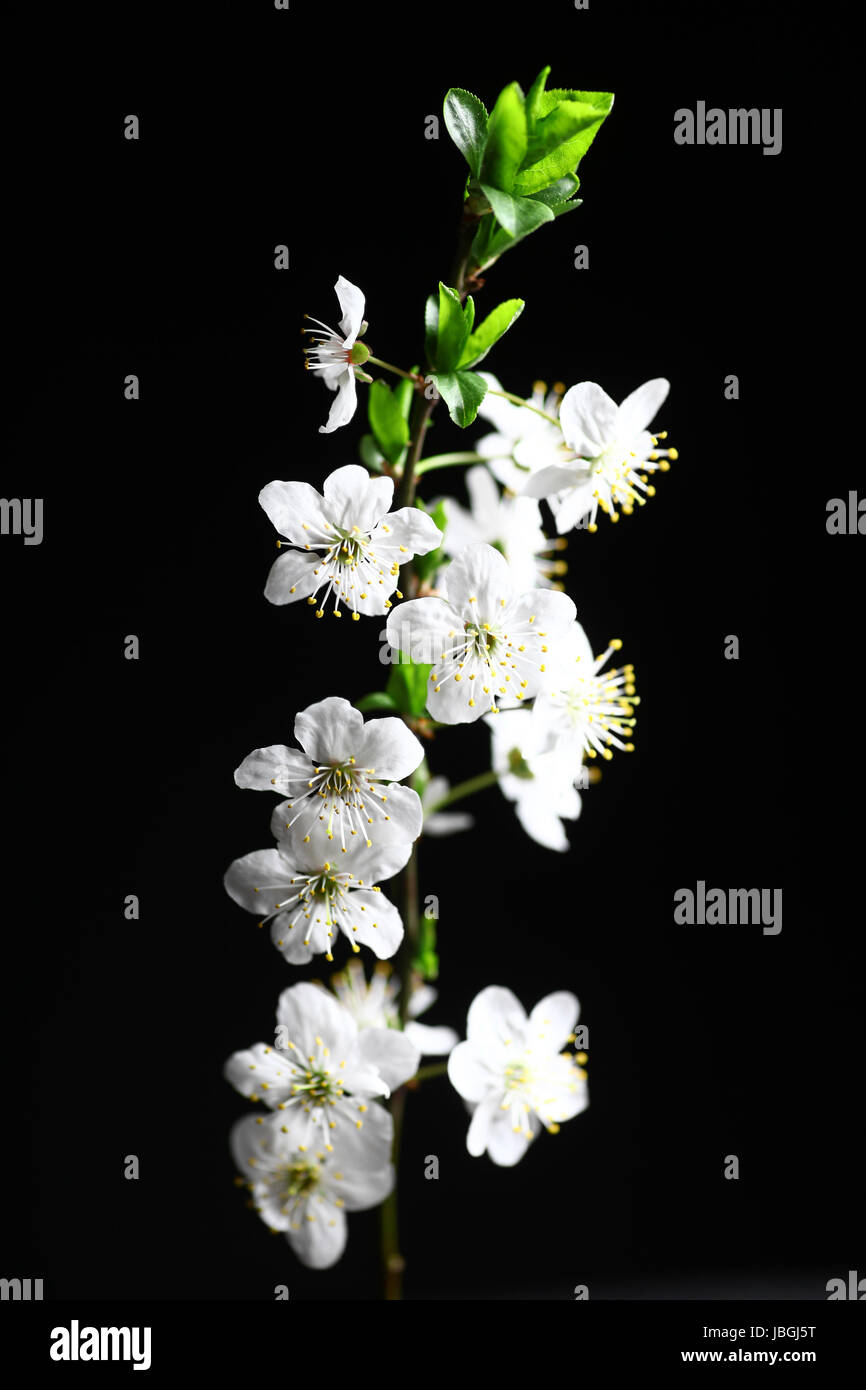 Some spring flowers on a tree branch, on a black background Stock Photo ...