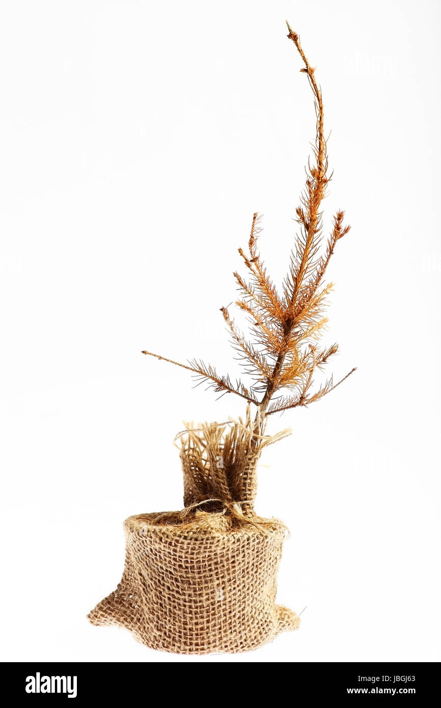 Dead christmas tree isolated hi-res stock photography and images - Alamy