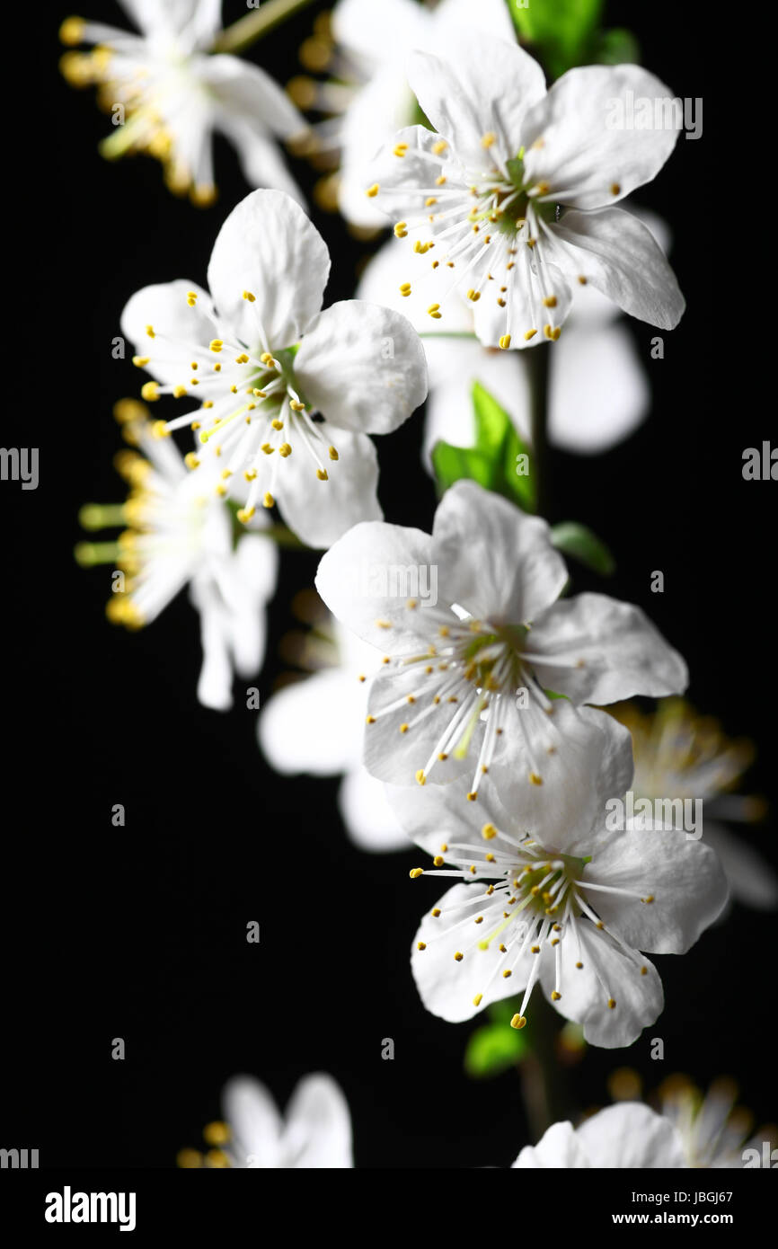 Some spring flowers on a tree branch, on a black background Stock Photo ...