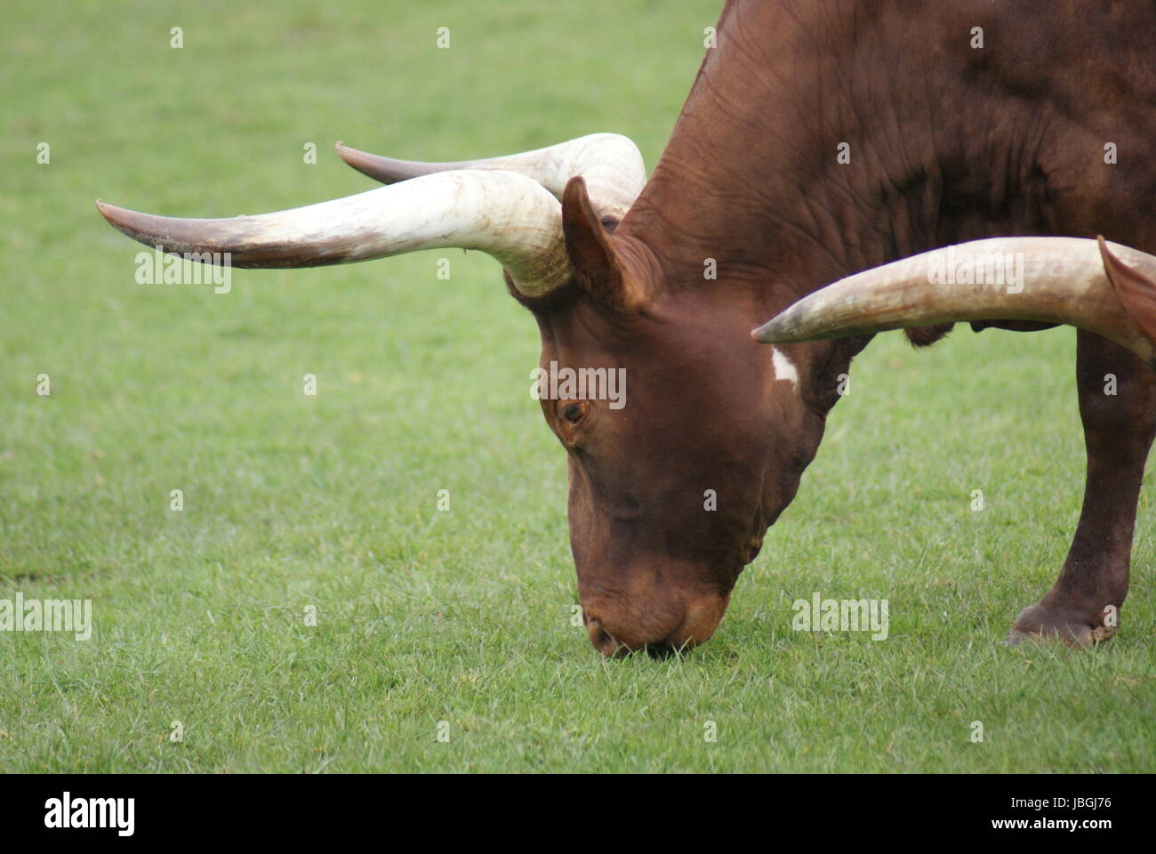 Watsui and cattle hi-res stock photography and images - Alamy
