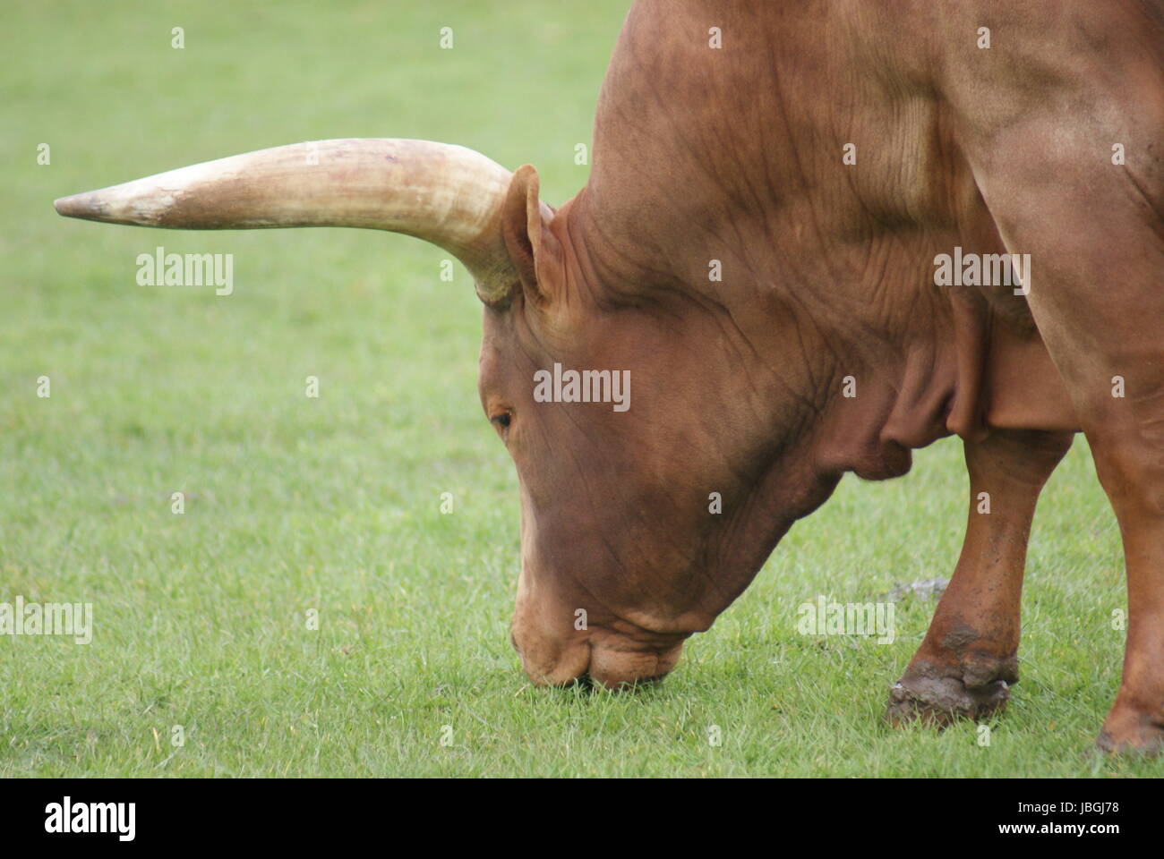 Watsui and cattle hi-res stock photography and images - Alamy