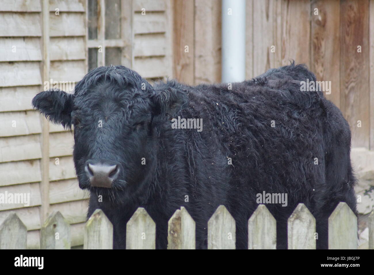 Cattle - Bos primigenius in farmyard settings Stock Photo - Alamy