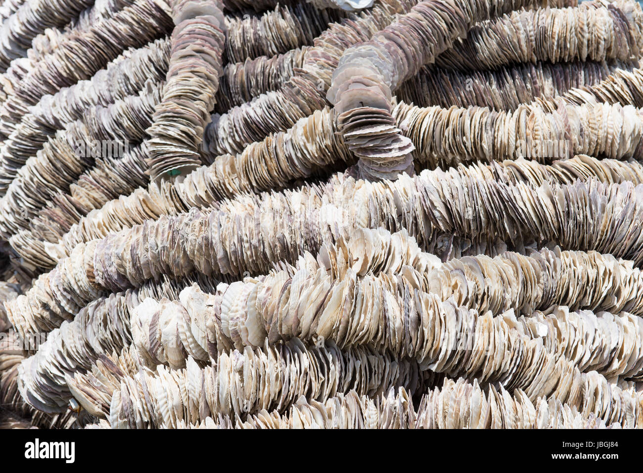 Background of scallop shells arranged on ropes to be used in oyster ...