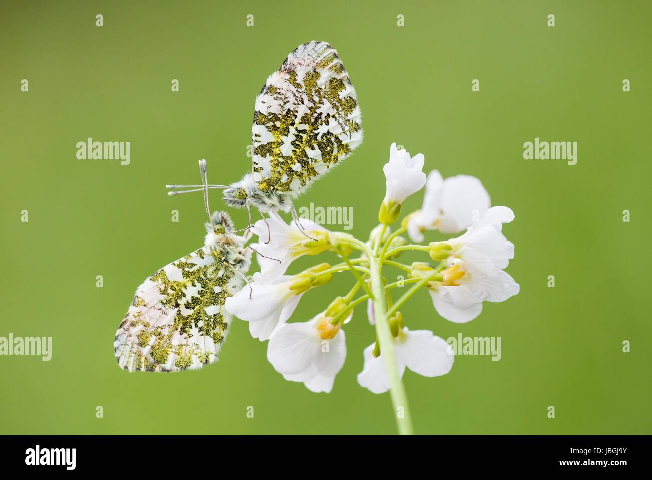 Aurorafalter mannchen hi-res stock photography and images - Alamy