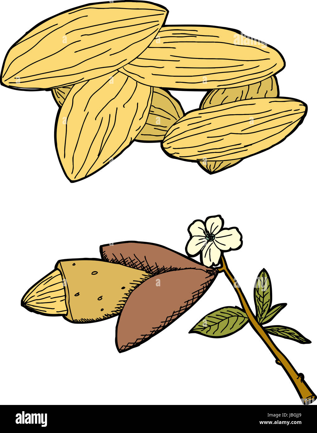 Almond Plant Drawing