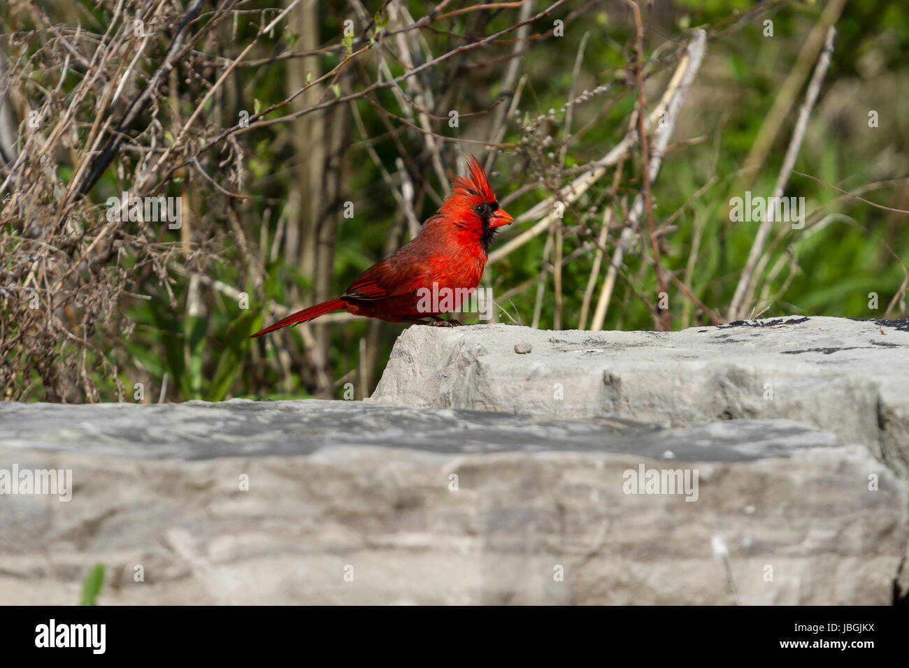 Cardinal bird isolated hi-res stock photography and images - Alamy