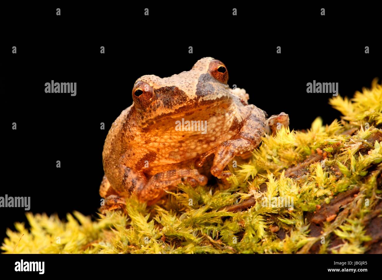 Spring peeper frogs hi-res stock photography and images - Alamy