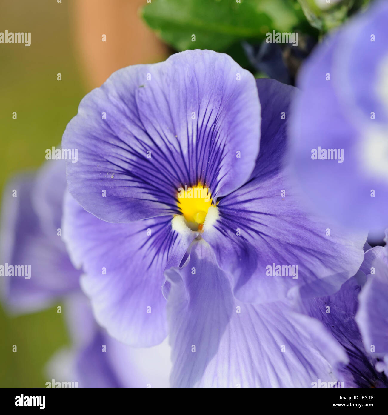 Horn viola bloom hi-res stock photography and images - Alamy