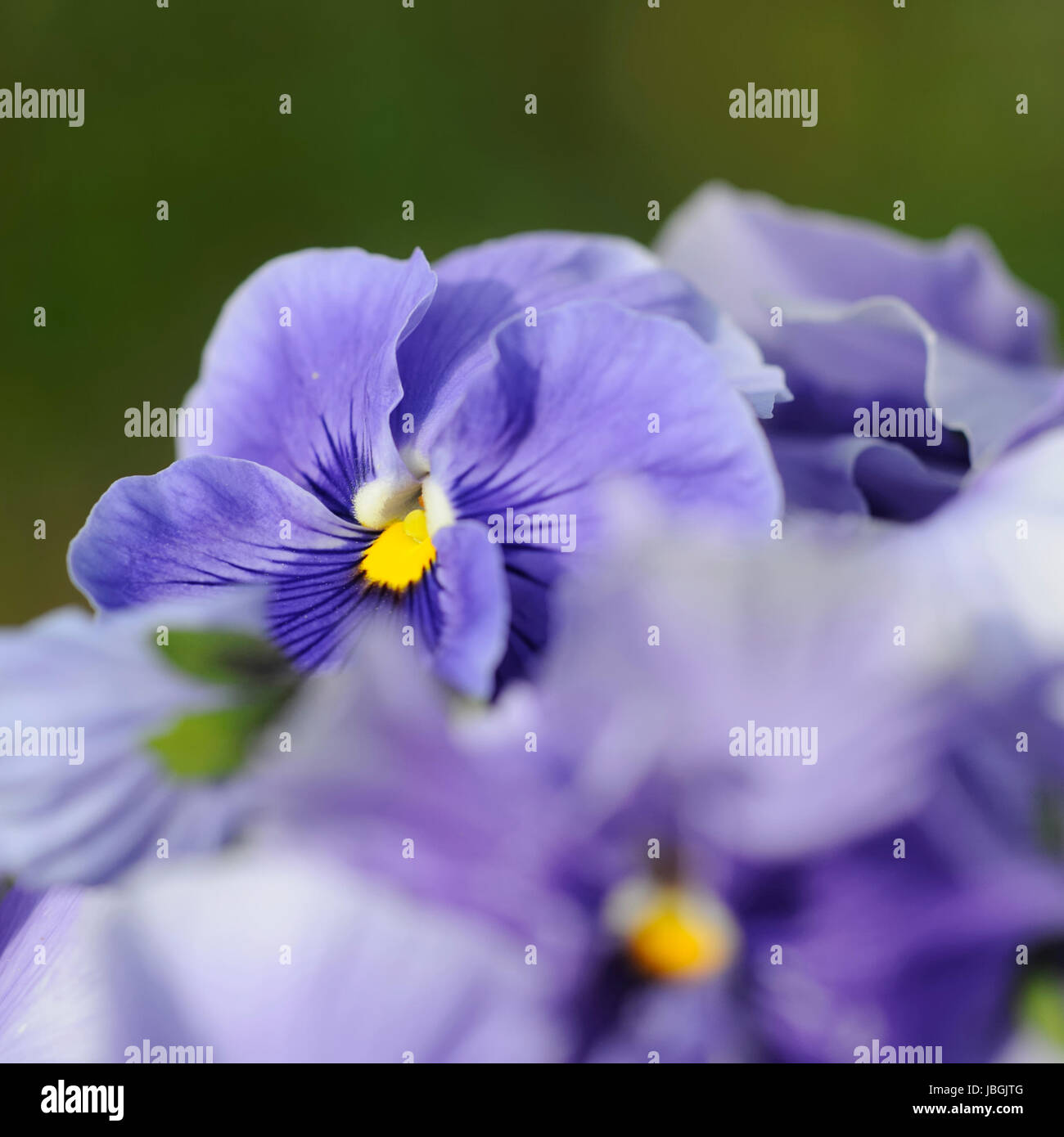 Horn Viola Bloom High Resolution Stock Photography and Images - Alamy