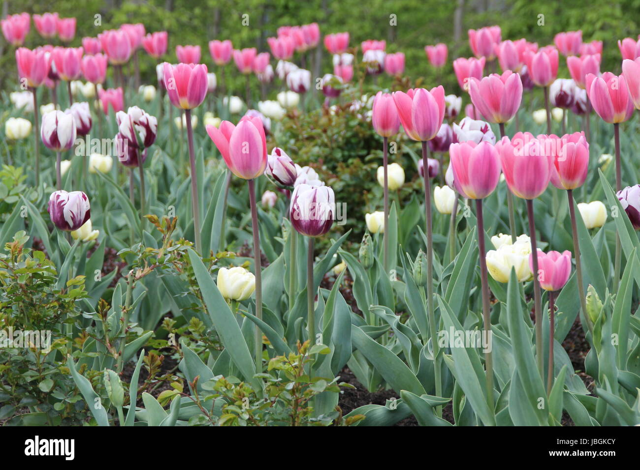 Different types of tulips hi-res stock photography and images - Alamy