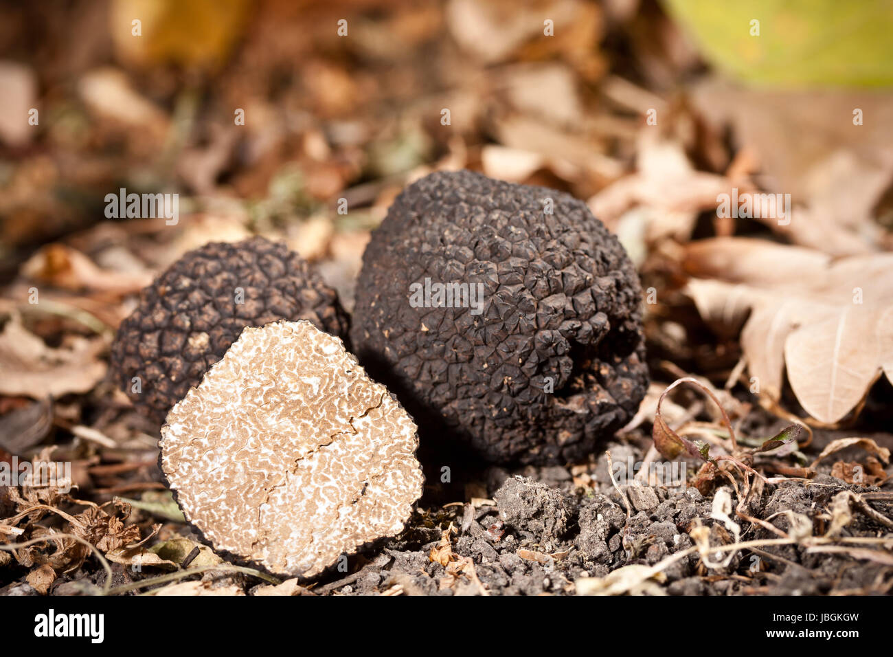 Black truffles tuber on leaves Stock Photo - Alamy