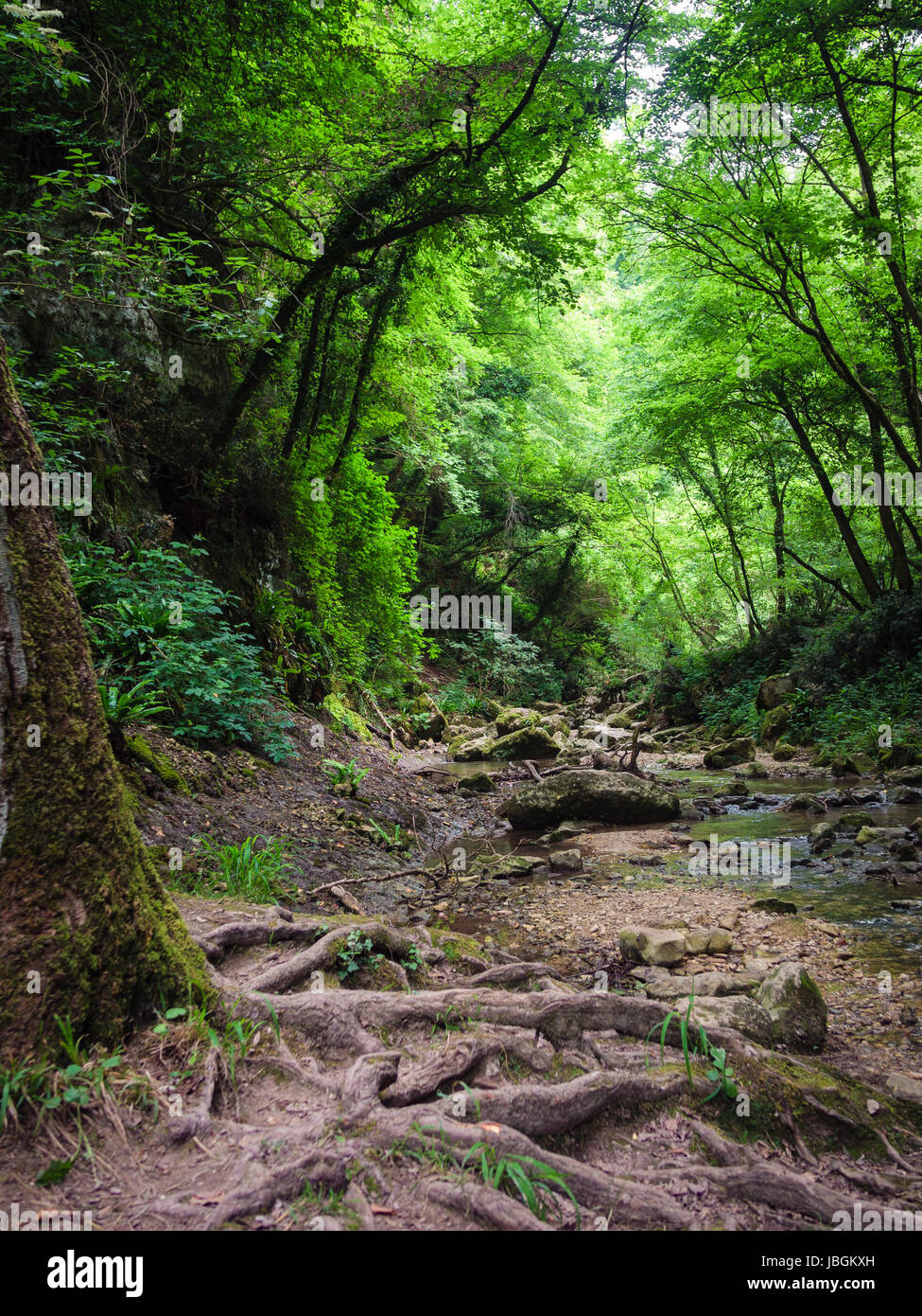 Stream running through the forest in the spring Stock Photo - Alamy