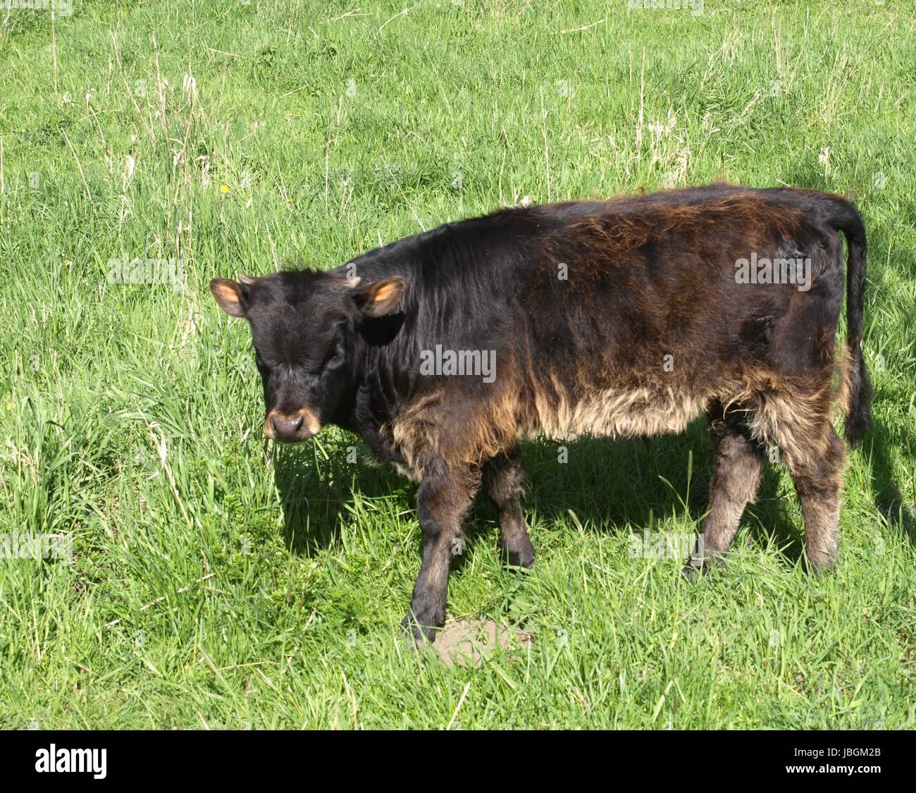 Heckrinder hi-res stock photography and images - Alamy