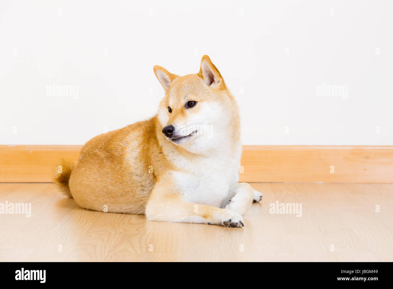 Cute shiba lying down Stock Photo - Alamy