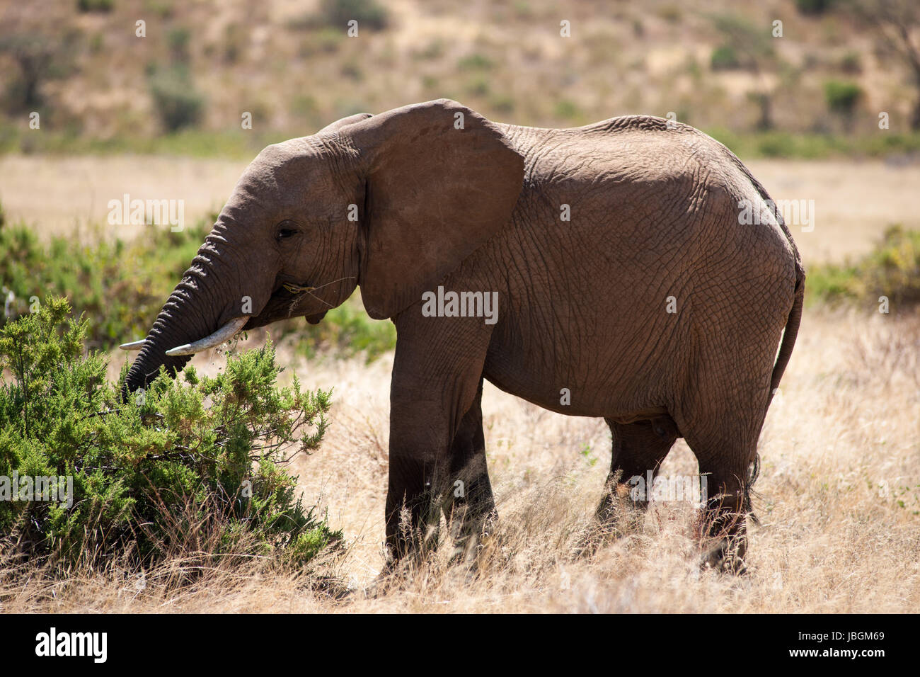 elephant in the savannah of kenya Stock Photo - Alamy