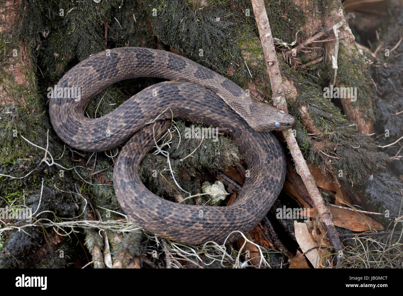 Wassernatter High Resolution Stock Photography and Images - Alamy