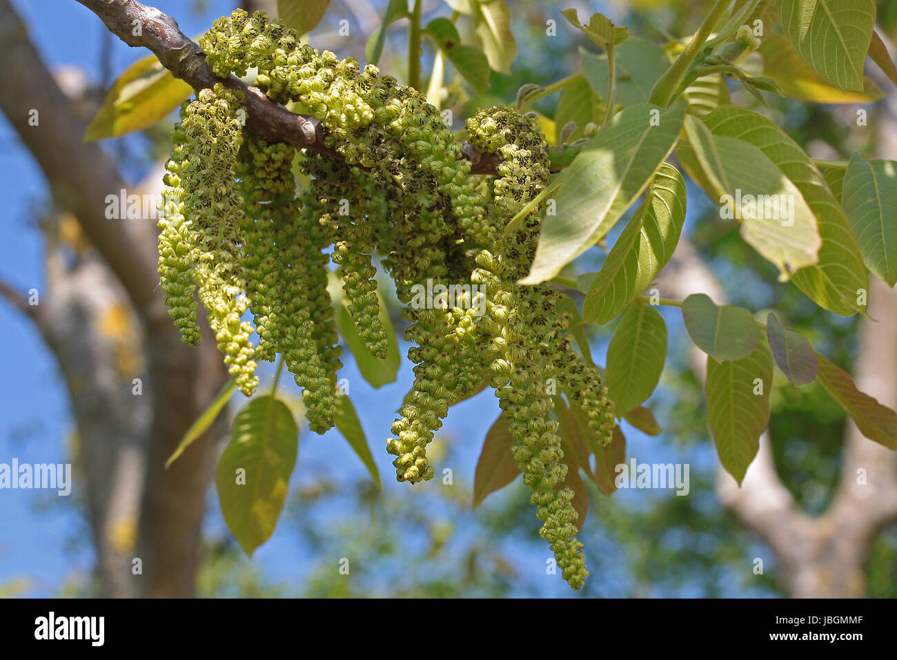 male inflorescence of the walnut tree Stock Photo - Alamy