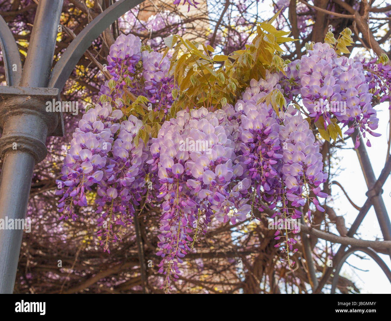 Violet Wisteria aka Wistaria or Wysteria flowers Stock Photo - Alamy