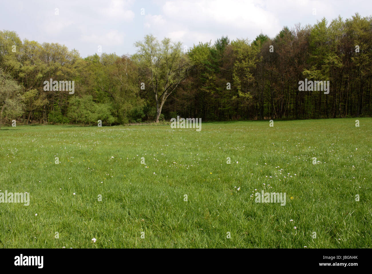 spring meadow, grass field Stock Photo - Alamy