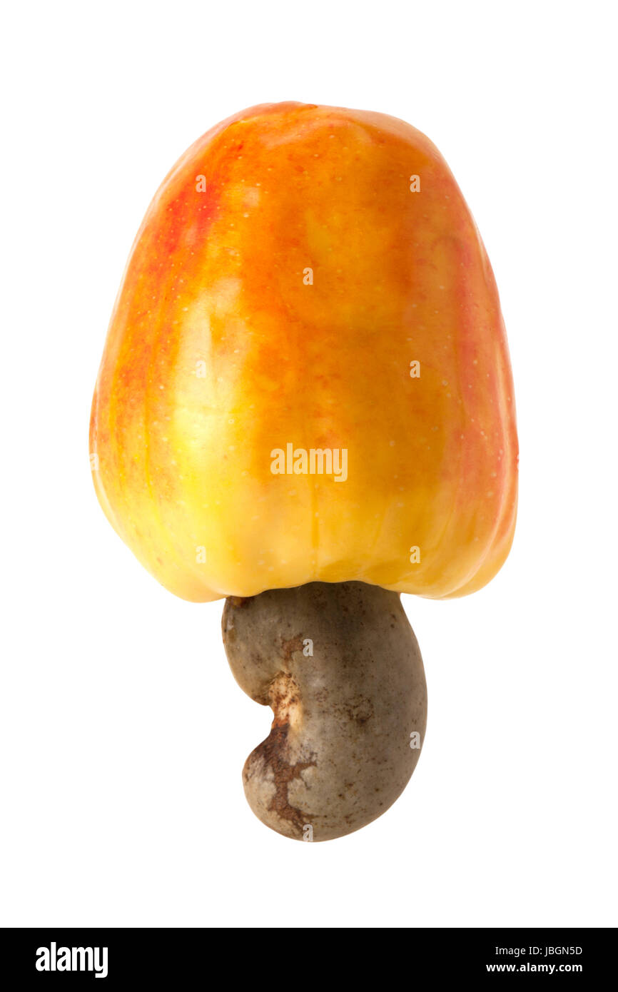 Brazilian caju cashew seed cachoux caju fruit tropical hi-res stock ...
