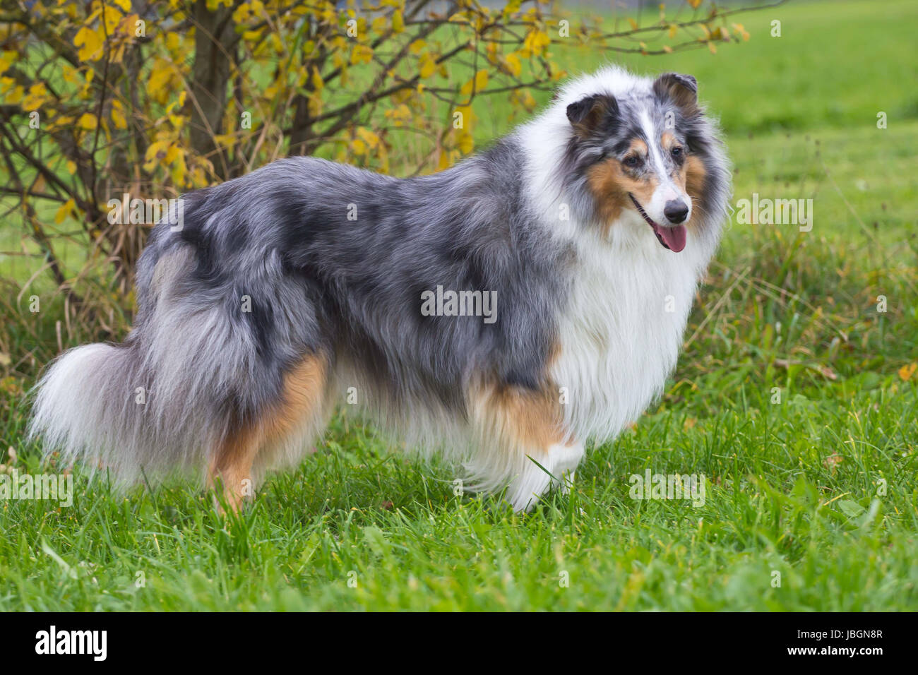 American Collies High Resolution Stock Photography and Images - Alamy