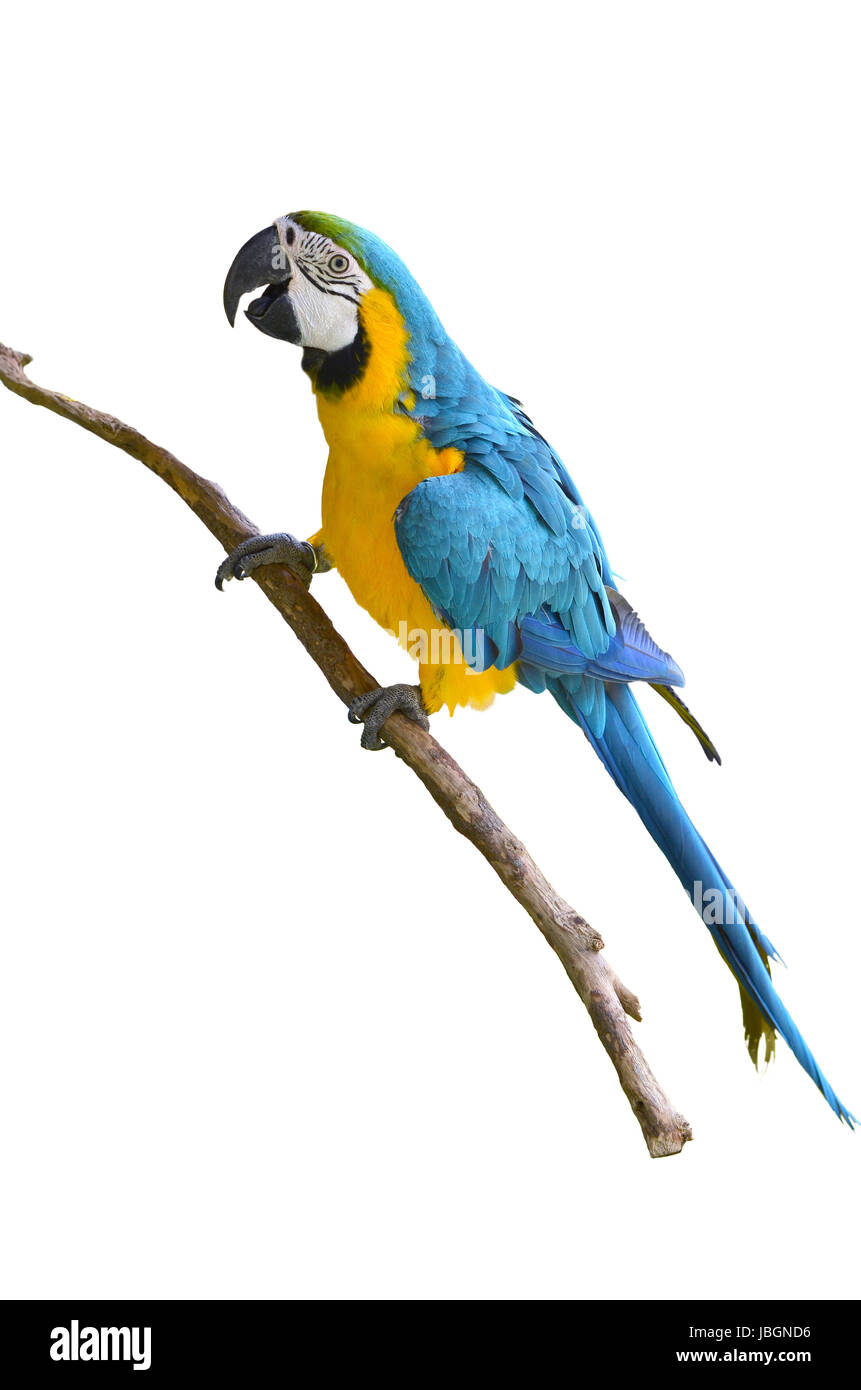 Beautiful vibrant gold blue Cut Out Stock Images & Pictures - Alamy