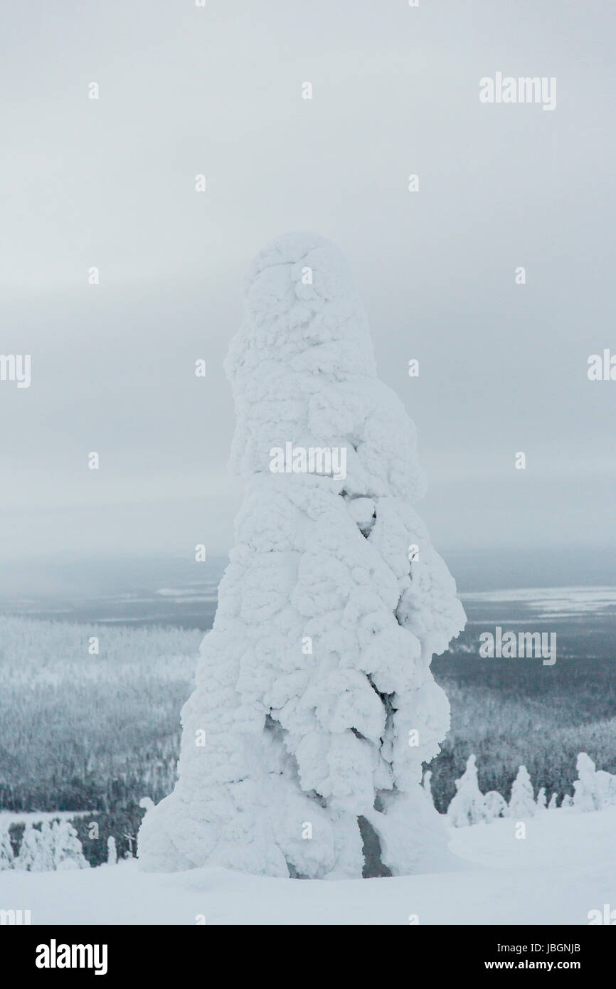 Finnischer Märchenwald, Kittilä, Finnland Stock Photo - Alamy