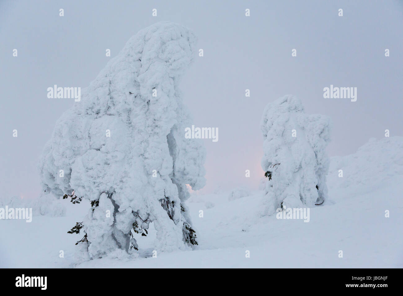 Finnischer Märchenwald, Kittilä, Finnland Stock Photo - Alamy