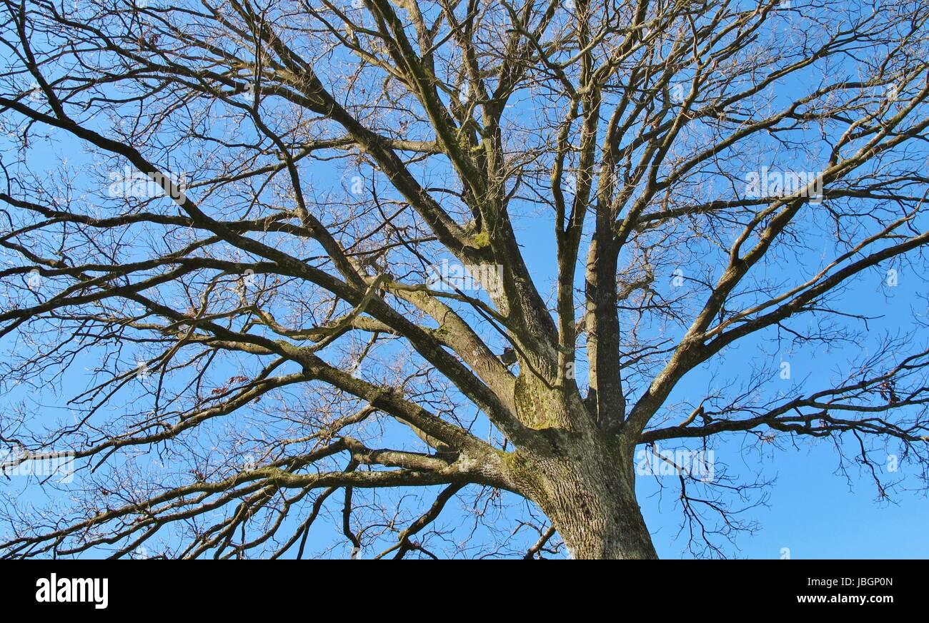 Treetop in spring Stock Photo - Alamy