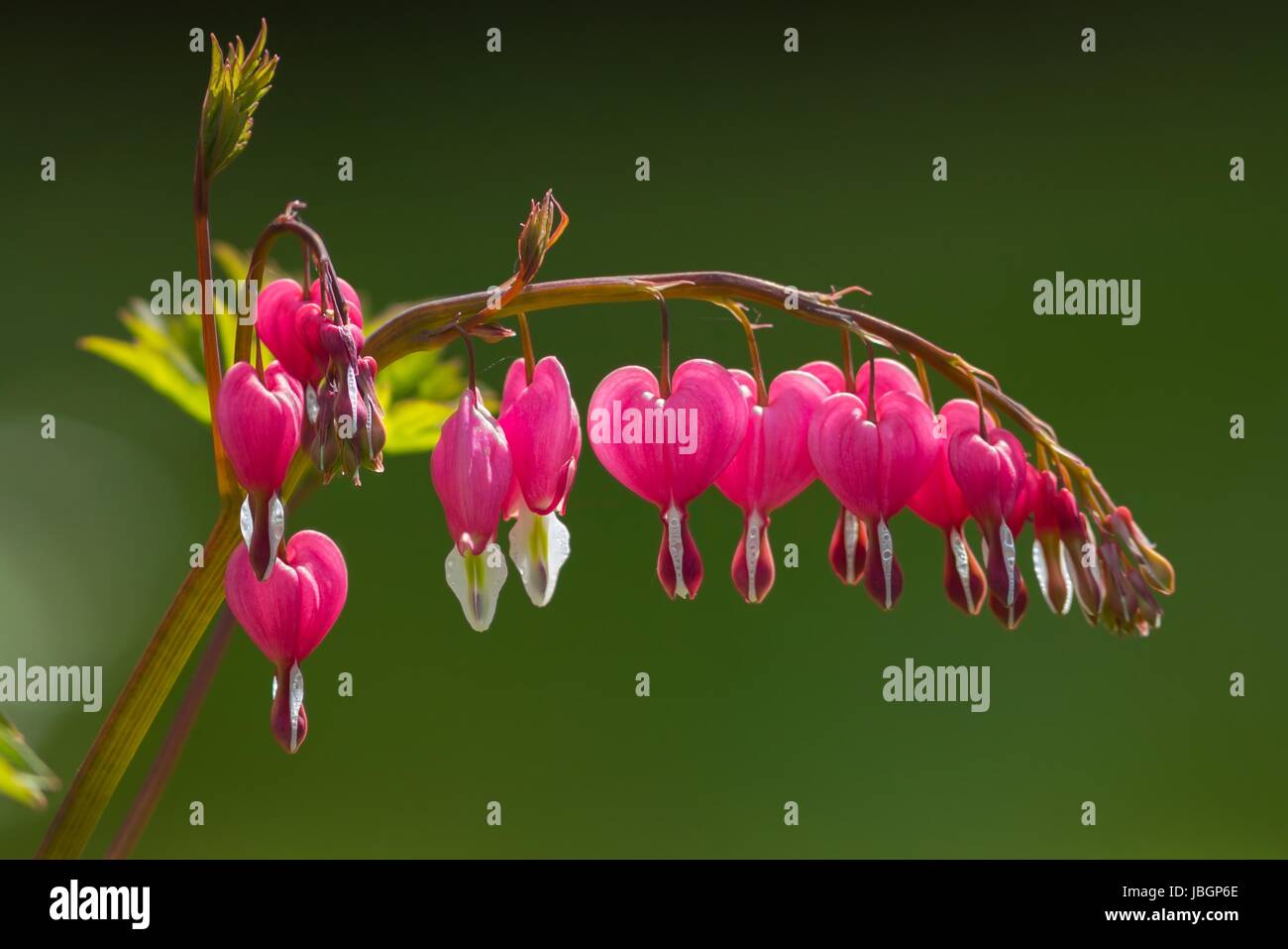 bleeding heart / bleeding heart Stock Photo - Alamy