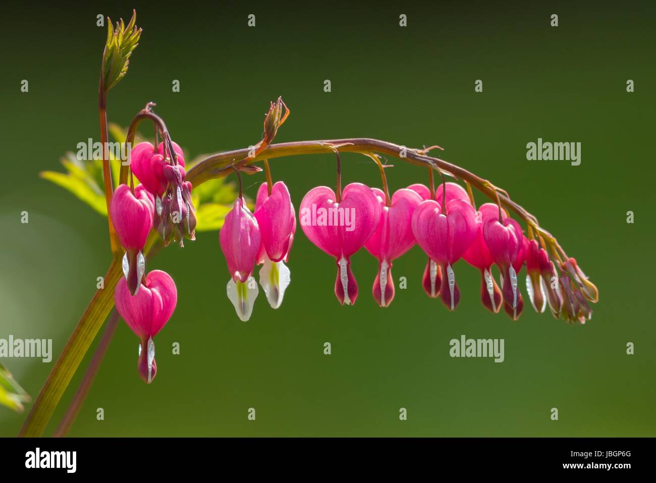 bleeding heart / bleeding heart Stock Photo - Alamy