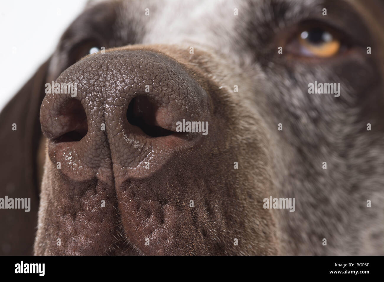 dog nose close up - german shorthaired pointer Stock Photo - Alamy