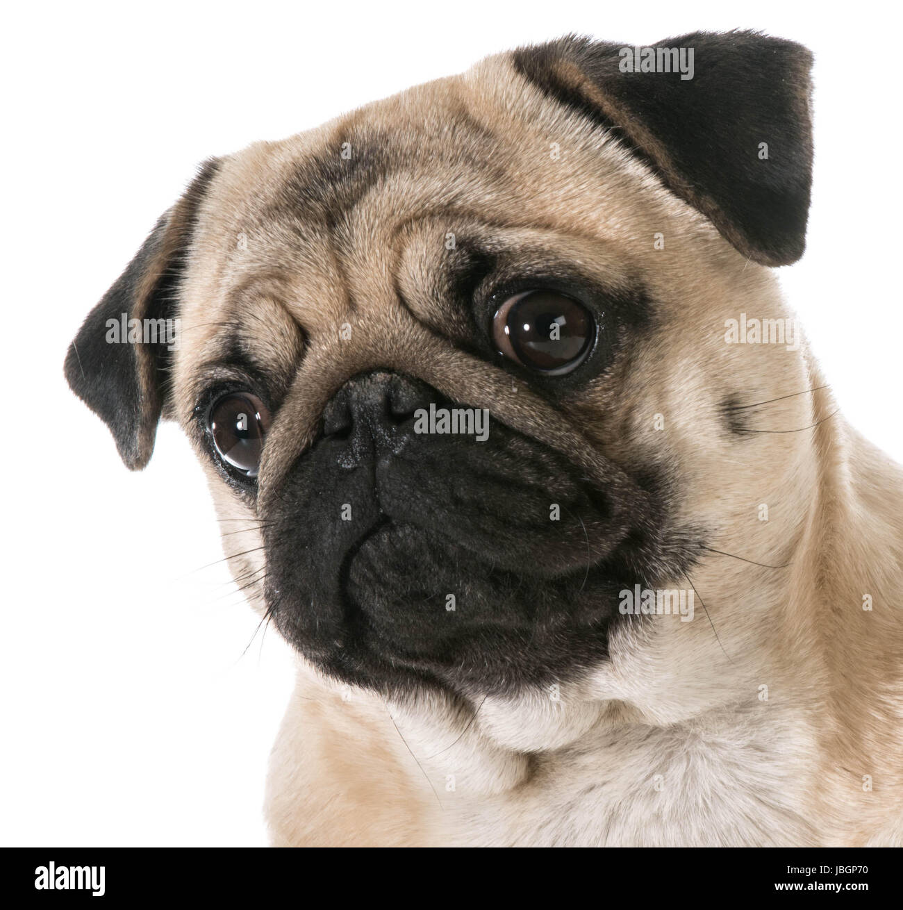 pug head portrait isolated on white background Stock Photo - Alamy