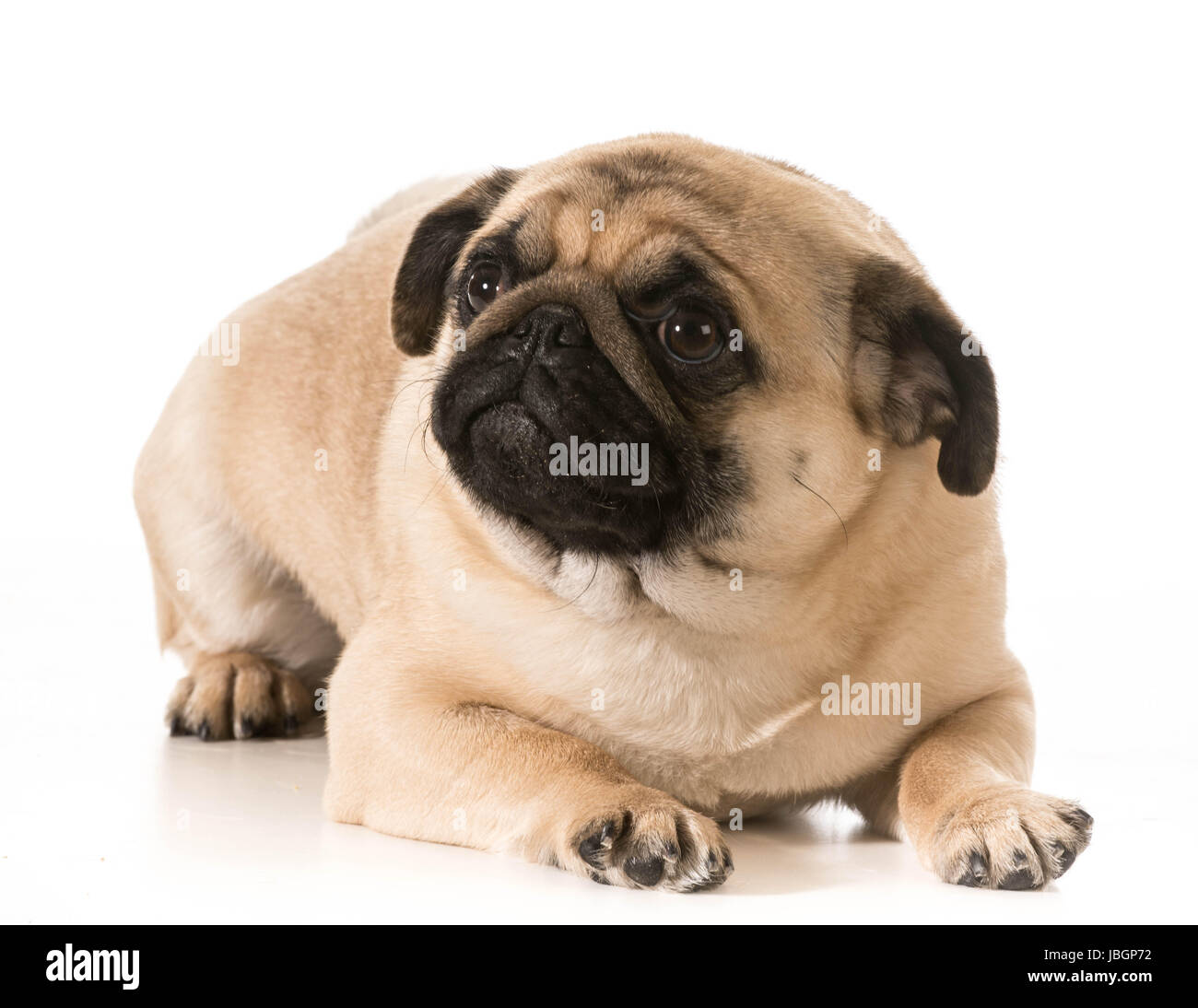 worried dog - pug laying down looking up isolated on white background ...