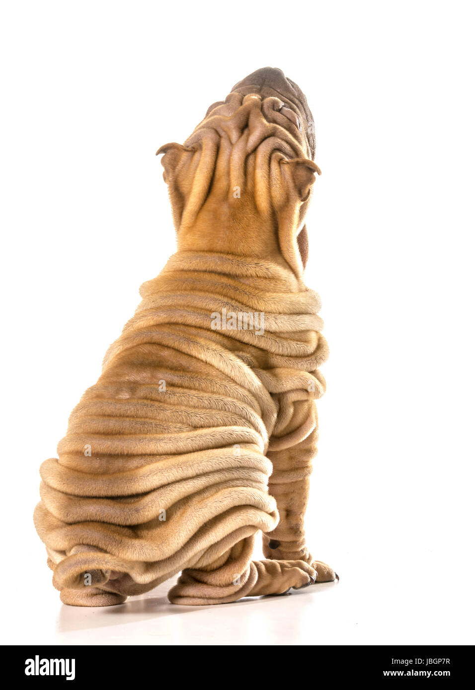 chinese shar pei sitting looking up from back side isolated on white ...