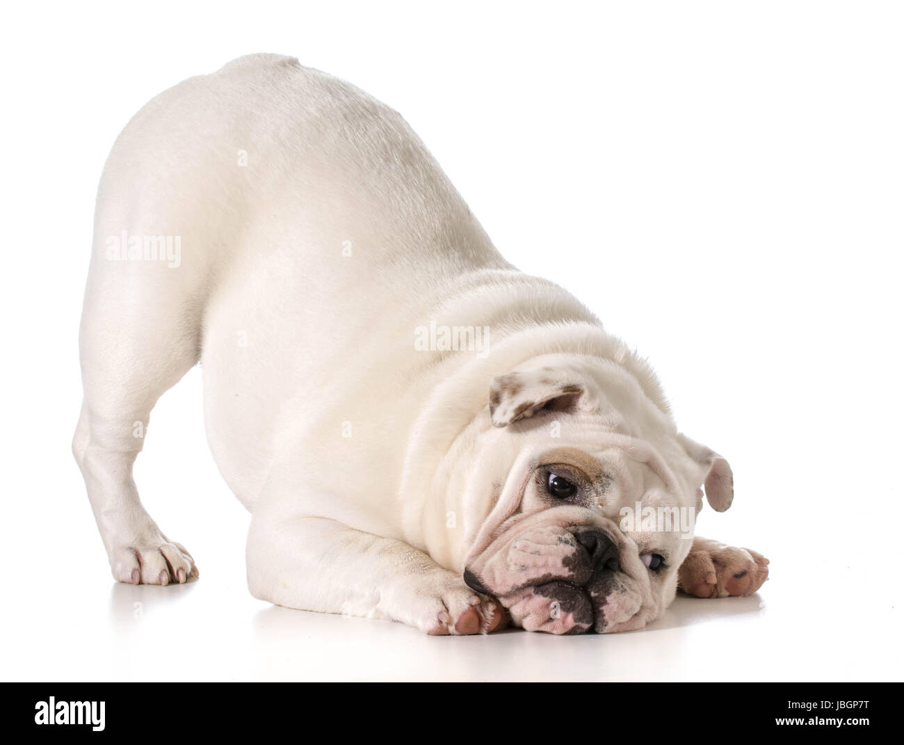 english bulldog with bum up in a play bow isolated on white background ...